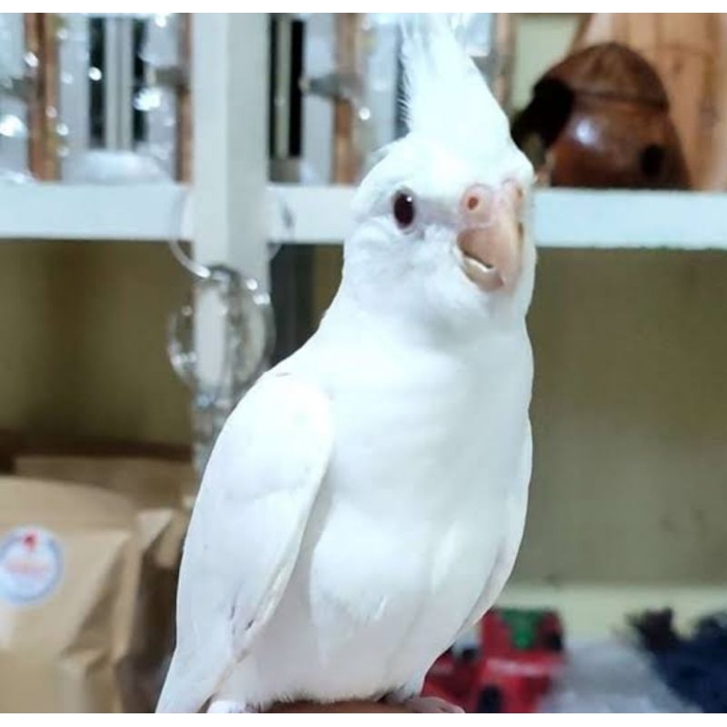 Jual Burung falk atau parkit Australia albino mata merah | Shopee Indonesia