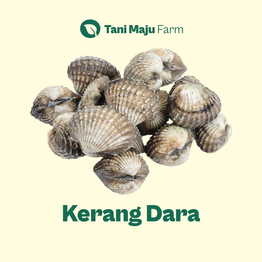 Jual Kerang Dara Kulit Kupas Fresh (500 gram) - INSTANT / SAMEDAY ...