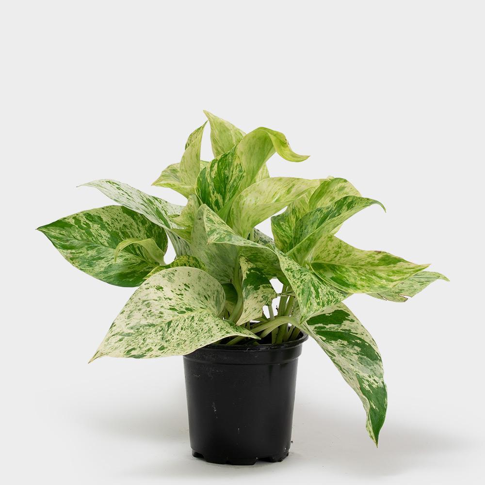 Jual Srigading Marble Queen Tanaman Hias Sirih Gading Marbel Tanaman ...