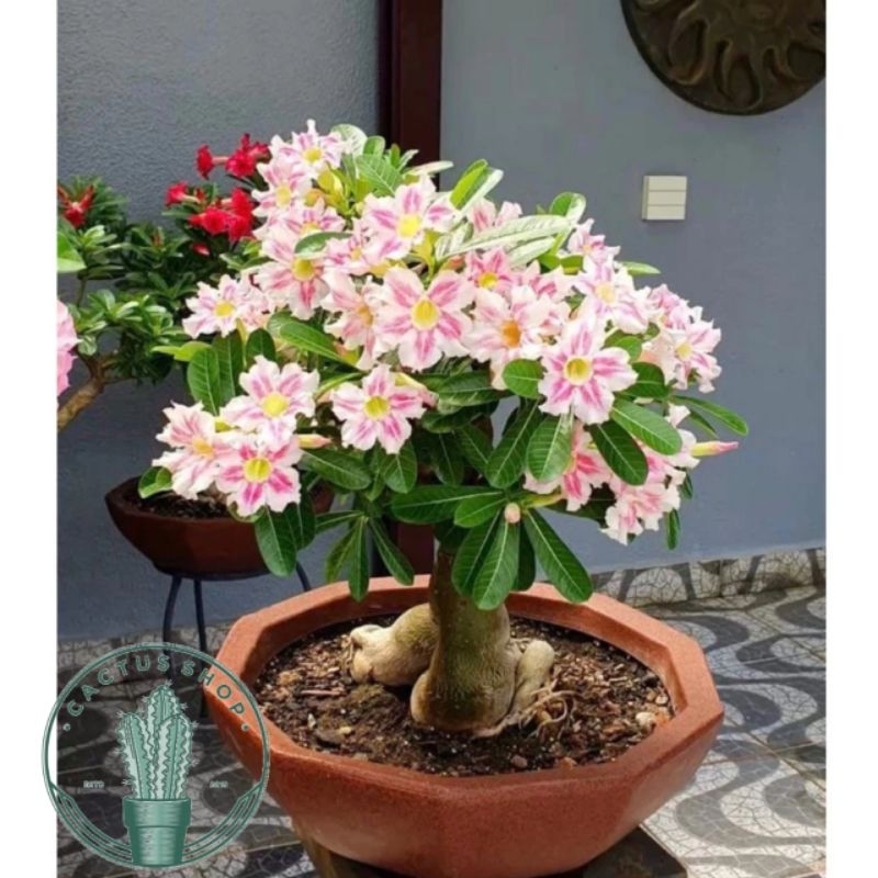 Jual Adenium bunga tumpuk Soking Pink Tanaman Hias Bunga Adenium Bonsai ...
