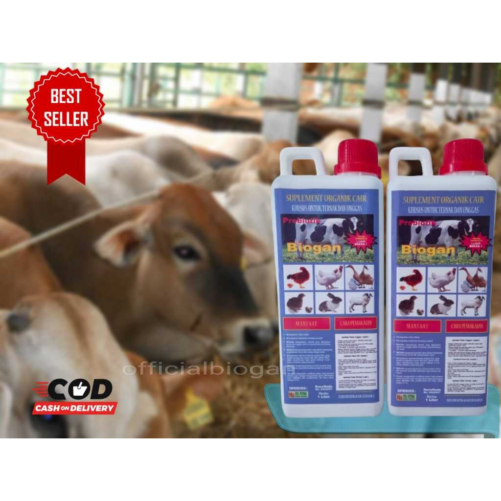 Jual SUPLEMEN ORGANIK CAIR SOC BIOGAN UNTUK PENGGEMUKAN SAPI KAMBING ...