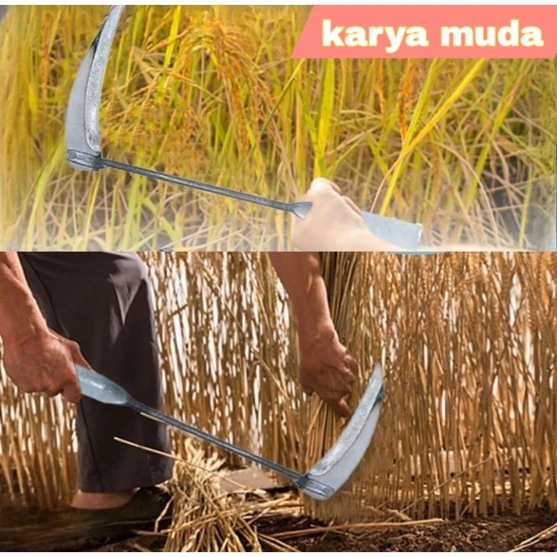 Jual SABIT RUMPUT ALAT MEMANEN SAYURAN PADI SABIT MURAH SERBAGUNA ...