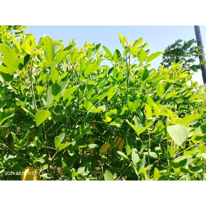 Jual stek batang desmodium rensonii, tiap 10 batang stek batang ...