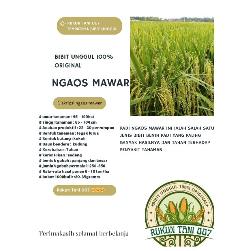 Jual BENIH PADI PILIHAN NGAOS MAWAR 100% ORIGINAL 5Kg | Shopee Indonesia