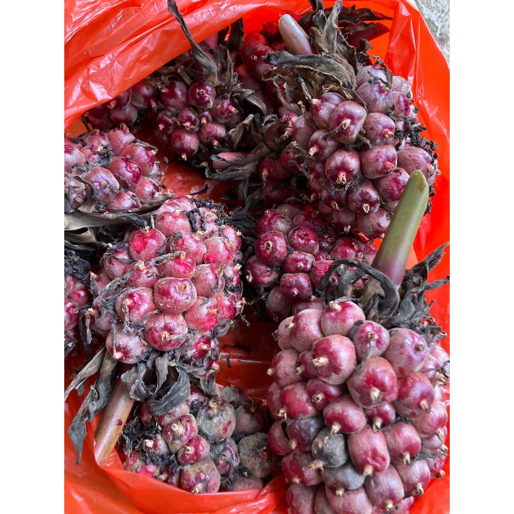 Jual BUAH HONJE FRESH LANGSUNG DARI KEBUN -+ 1KG | Shopee Indonesia