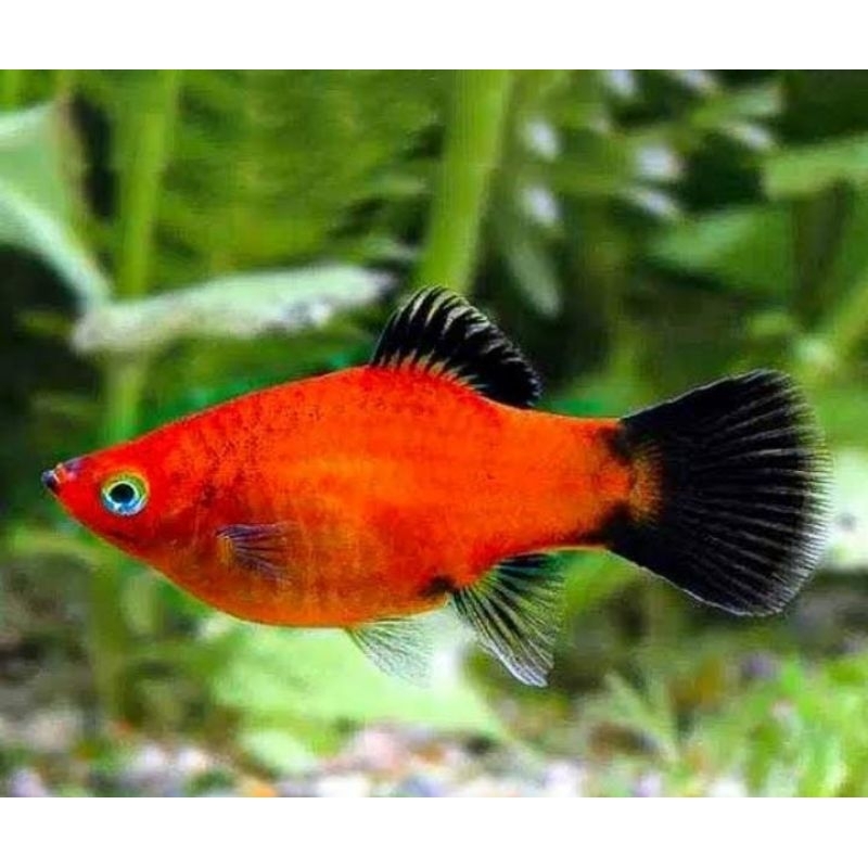 Jual ikan hias molly red black air tawar | Shopee Indonesia