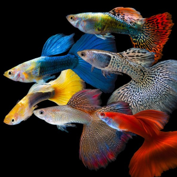 Jual PAKET 50RB 15 EK - sticker guppy buku tulis anak - guppy campur ...