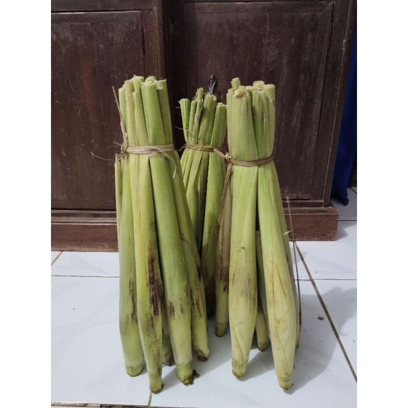 Jual tebu telor/ terubuk super 1 ikat isi 10 biji | Shopee Indonesia