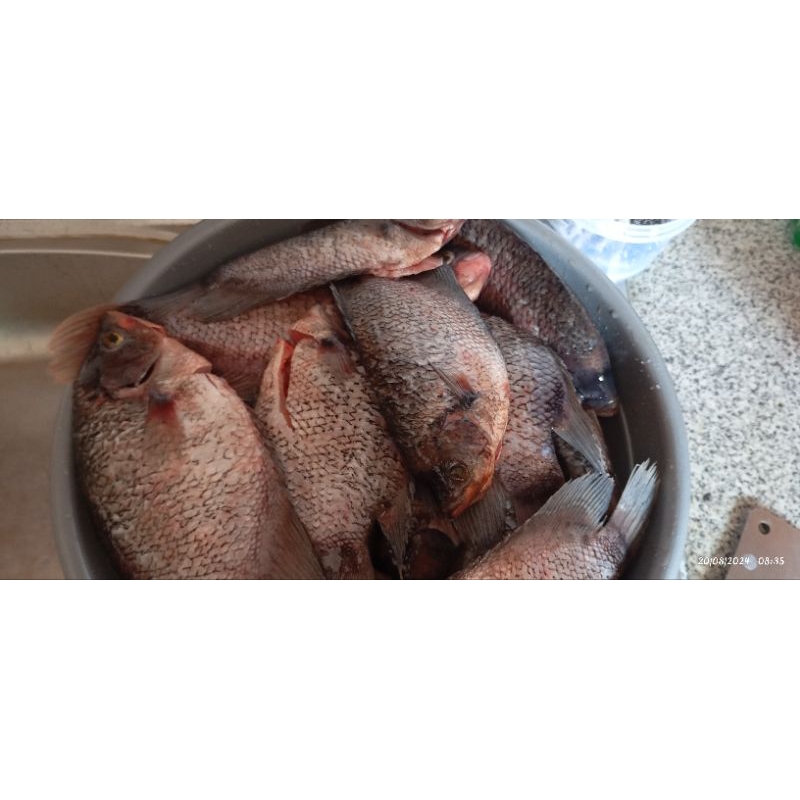 Jual IKAN GURAMI FRESHH hidup dari kolam, DIJAMIN HALLAL 100%HARGA ...