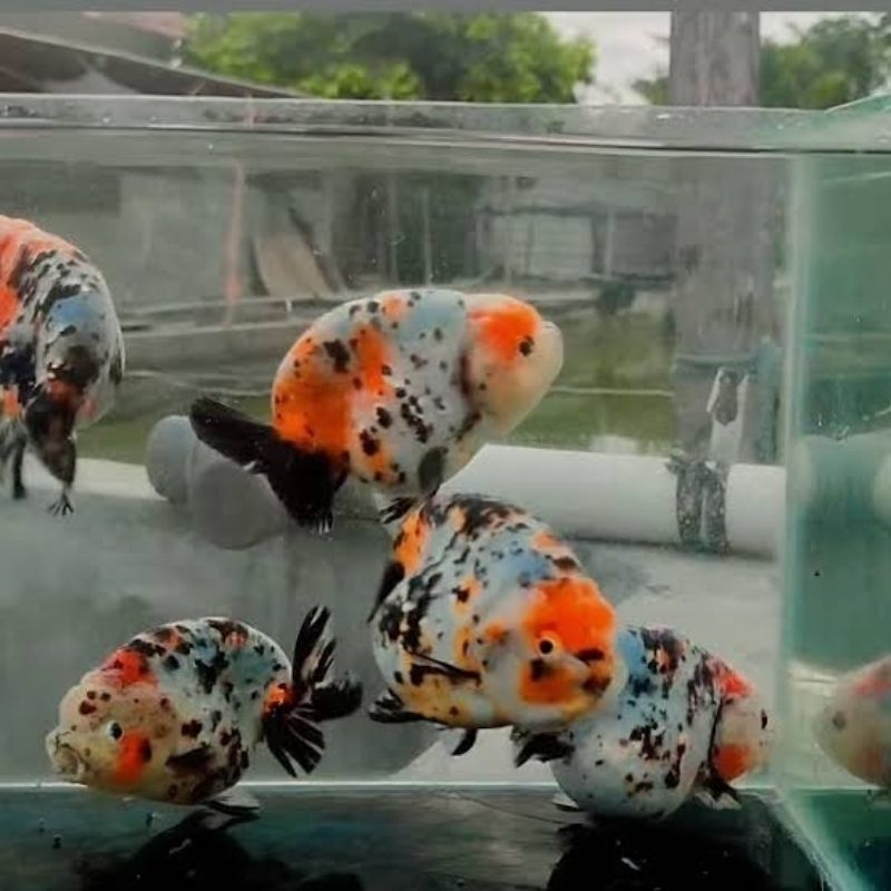 Jual Ikan Koki Ranchu Calico Sapi | Shopee Indonesia