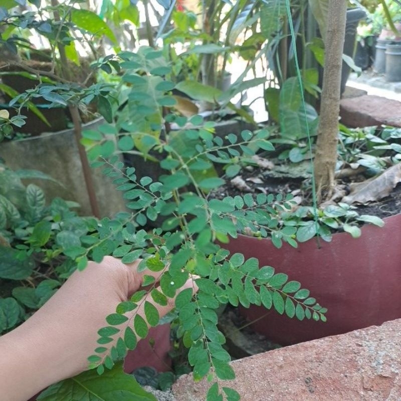 Jual TANAMAN HERBAL MENIRAN (Phyllanthus urinaria) | Shopee Indonesia