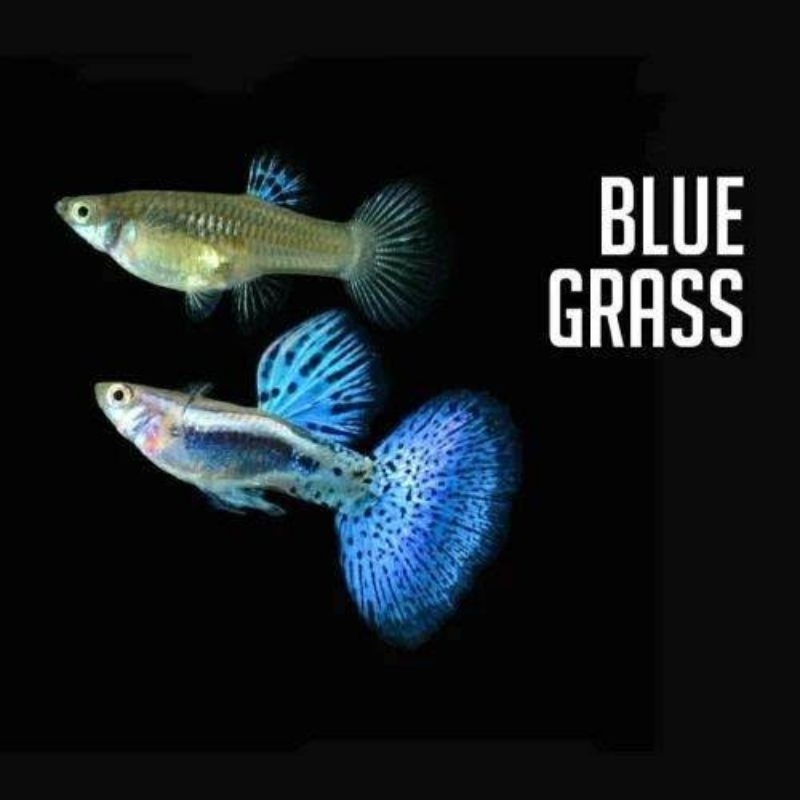 Jual Sepasang Guppy Blue Grass Jantan & Betina | Shopee Indonesia
