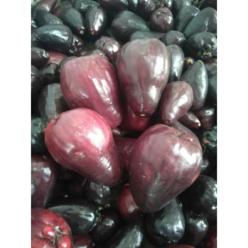 Jual JAMBU AIR DARSONO JAMAIKA BOL ASLI SATU KG SUPER MANIS | Shopee ...