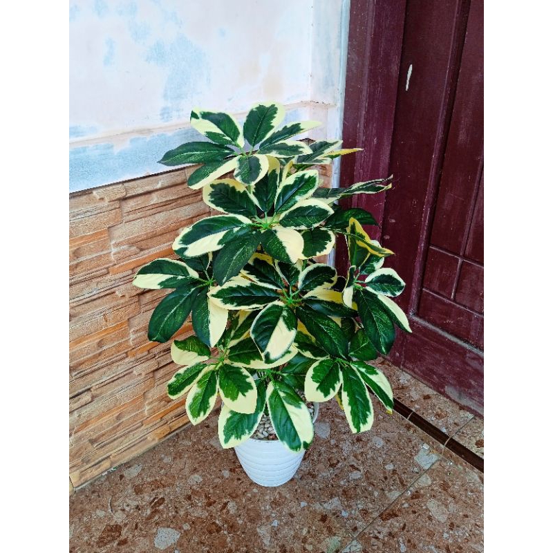Jual DAUN WALISONGO ARTIFICIAL (SUDAH DENGAN POT) | Shopee Indonesia