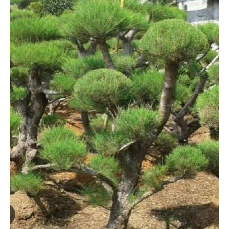 Jual Tanaman Hias Cemara Udang ( Casuarina Equisetifolia ) | Shopee ...