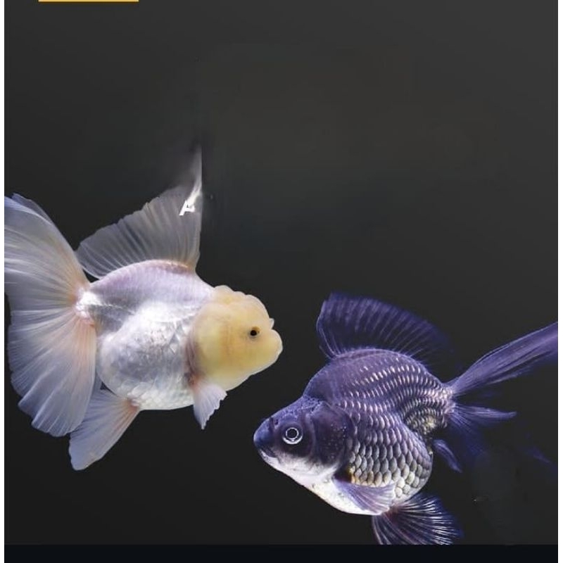 Jual PAKET 10ribu (5ekr) MIX ORANDA SNOWHAIT DAN BLACK ORANDA | Shopee ...