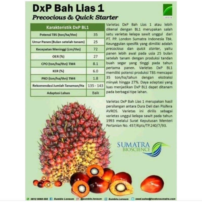 Jual Benih Bibit Polong Sawit Lonsum DxP BAH LIAS 1 LONSUM SERTIFIKAT ...