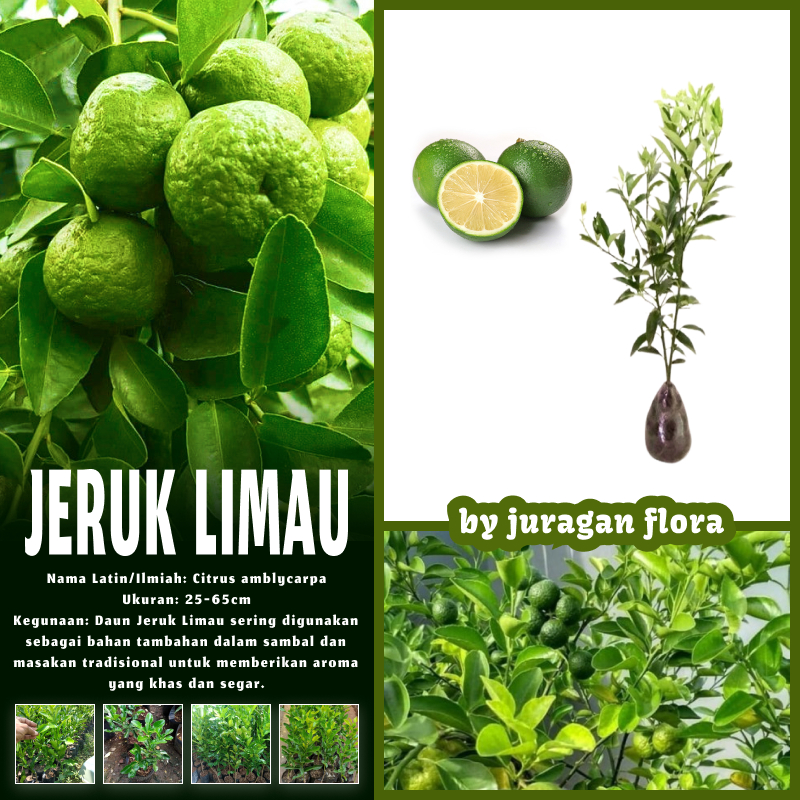 Jual BIBIT TANAMAN JERUK LIMAU / POHON JERUK LIMAU/ DAUN JERUK LIMAU ...