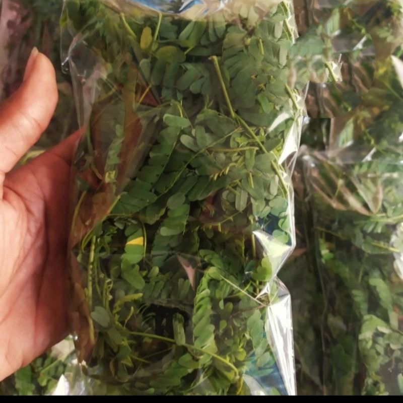 Jual Daun Sogo Daun Saga Segar Fresh Per Bungkus | Shopee Indonesia