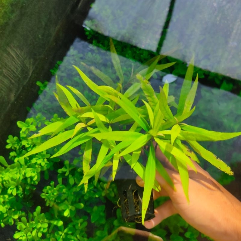 Jual Hygrophila Corymbosa Costata Full Air Media Pot - Tanaman ...