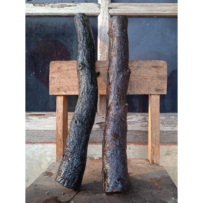 Jual bonggol kayu stigi karimun jawa | Shopee Indonesia