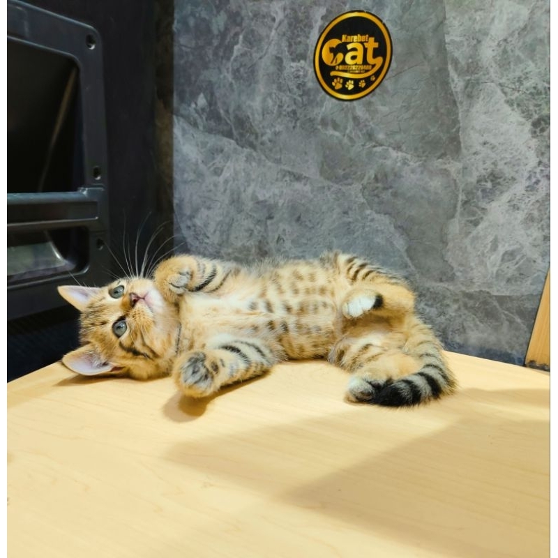 Jual kucing golden bsh | Shopee Indonesia