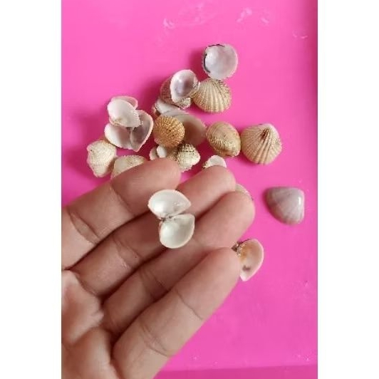Jual kulit kerang/cangkang kerang remis mini/100g | Shopee Indonesia