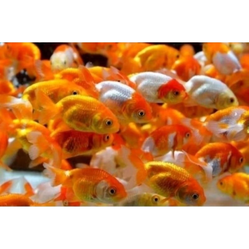 Jual koki RANCU ISI 5 + BONUS TANAMAN HIAS AQUATIC | Shopee Indonesia