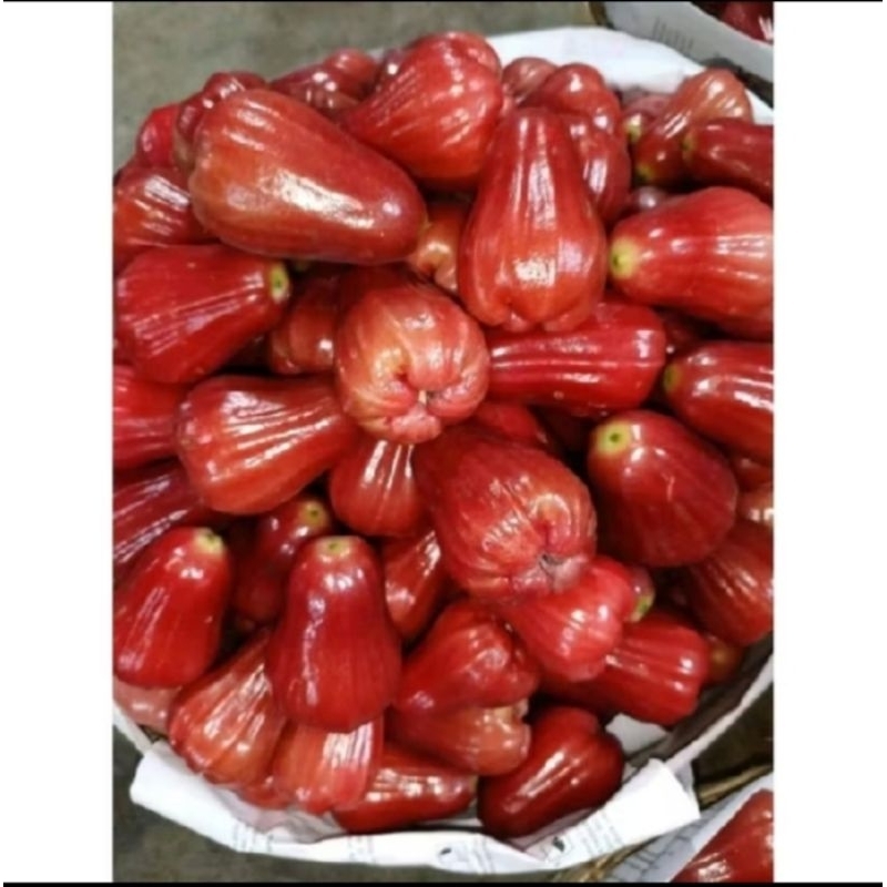 Jual Jambu Air Citra 1kg | Shopee Indonesia