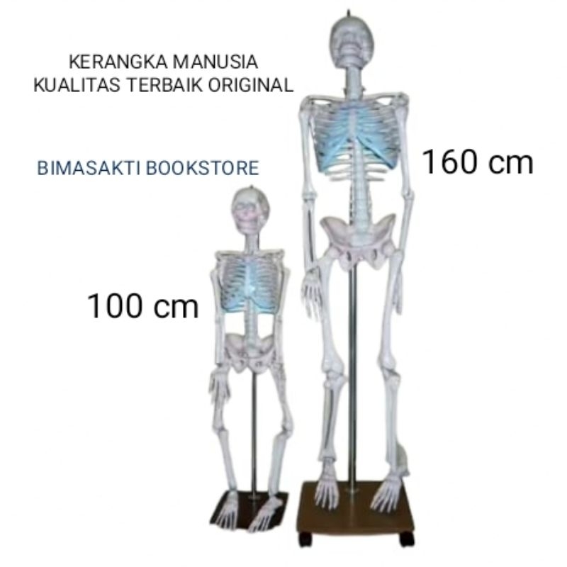 Jual KERANGKA MANUSIA ALAT PERAGA PENDIDIKAN TORSO ANATOMI TUBUH ...
