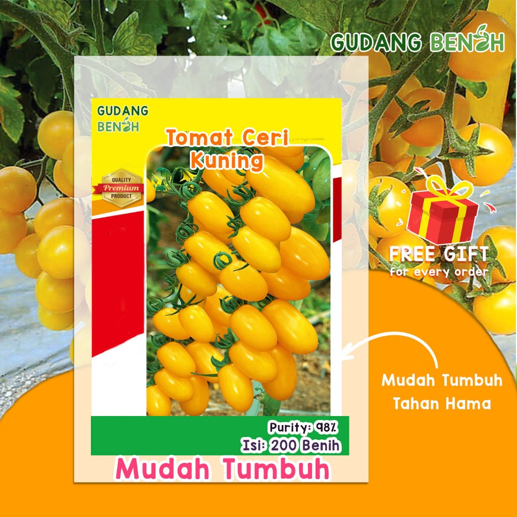 Jual Benih Tanaman Super Berkualitas Tomat Ceri Kuning Berkualitas Isi ...