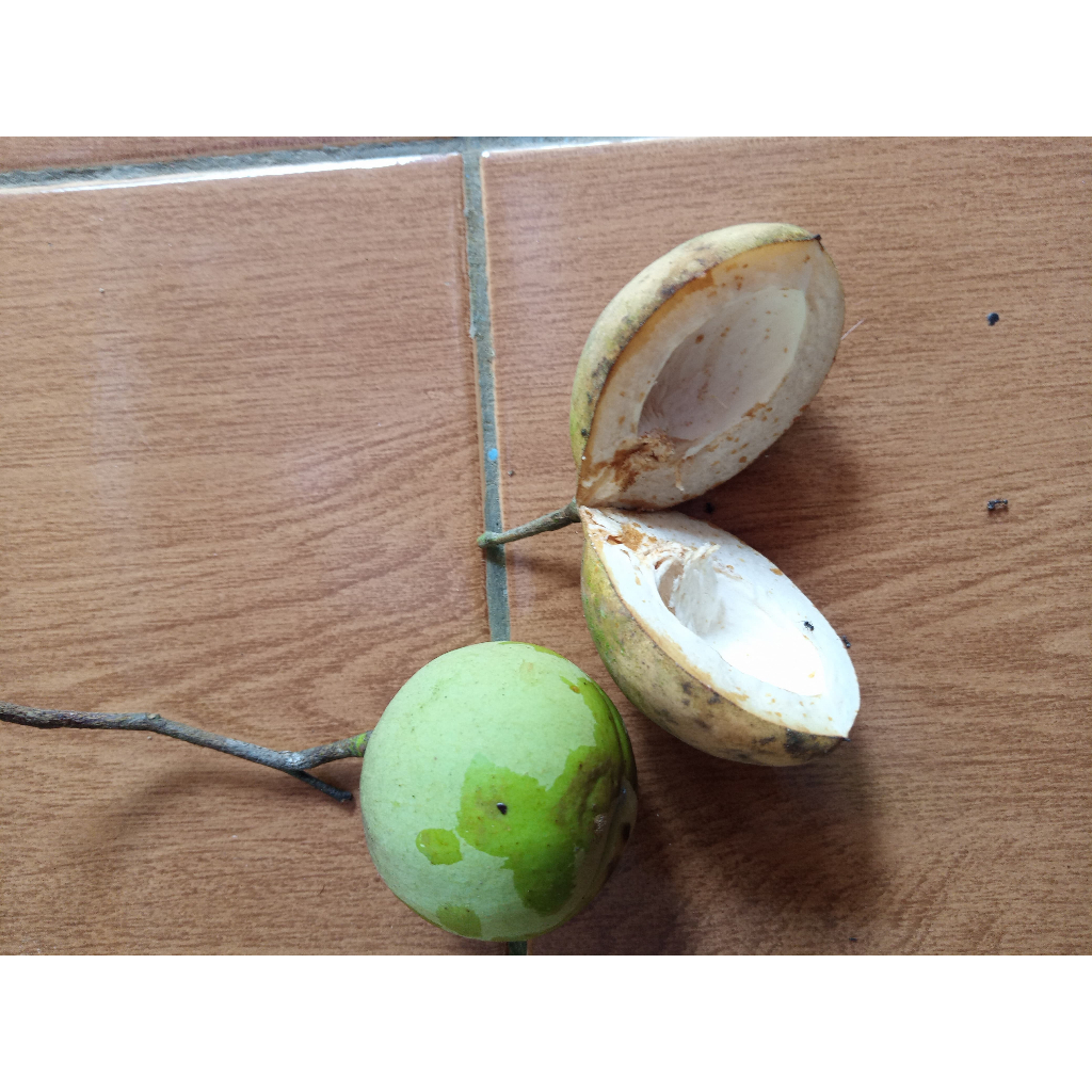 Jual CANGKANG BUAH PALA/DAGING PALA SEGAR PRESH | Shopee Indonesia