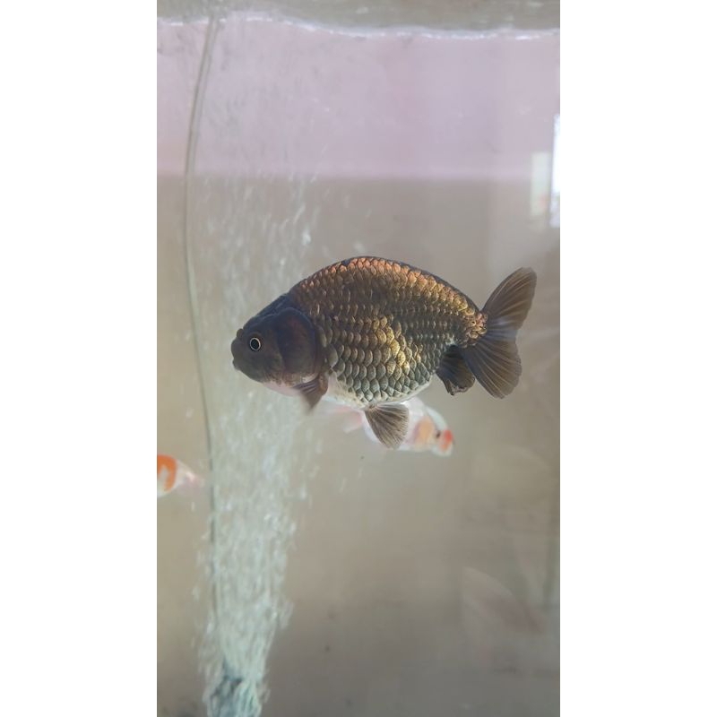 Jual ikan mas koki goldfish rancu Black 8-10 cm | Shopee Indonesia