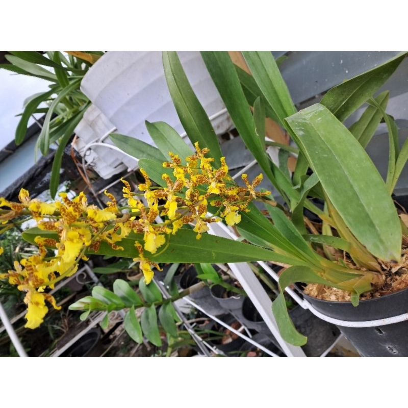 Jual Anggrek Oncidium No ID (Bukan Golden Shower atau Americana) | Shopee Indonesia