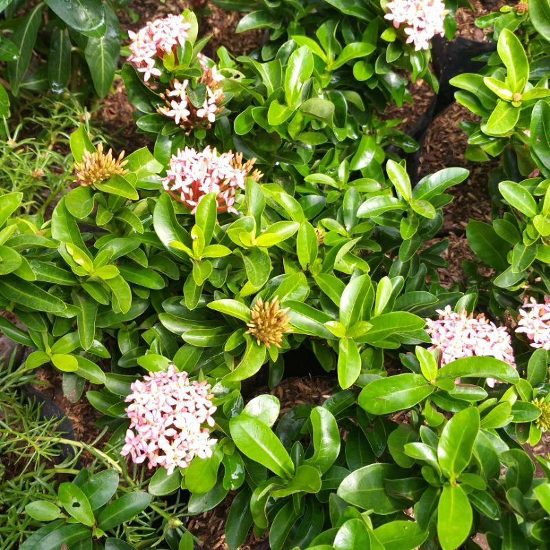 Jual Tanaman hias bunga Soka Pink (Berbunga) | Shopee Indonesia