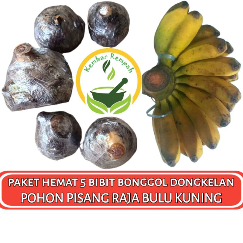 Jual Paket Hemat 5 Bibit Bonggol Pisang Raja Bulu Kuning Dongkelan ...