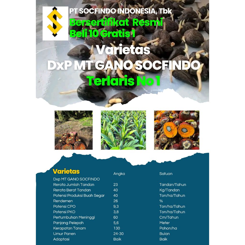 Jual Kecambah Kelapa Sawit Unggul Bersertifikat - Varietas DxP Socfindo ...
