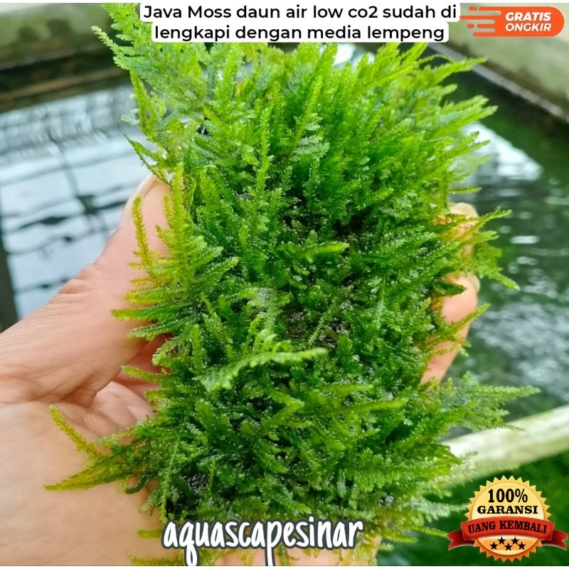 Jual Java Moss daun air low co2 media lempeng tanaman aquascape-tanaman air(bergransi) | Shopee ...
