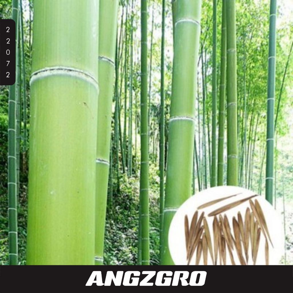 Jual Benih Bambu Raksasa China 1 Kg | Shopee Indonesia