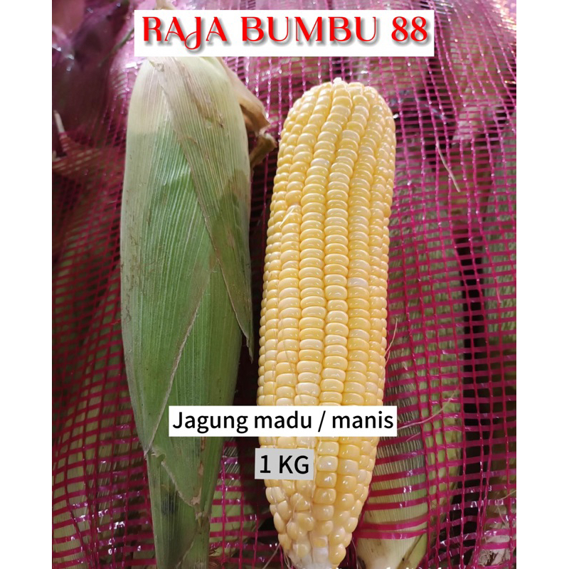 Jual JAGUNG MADU / JAGUNG MANIS 1kg | Shopee Indonesia