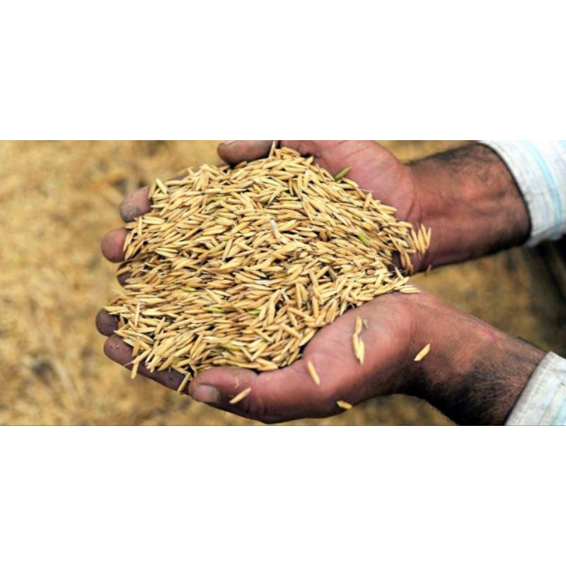 Jual Sekam padi / merang 1 karung ukuran karung 50 kg | Shopee Indonesia