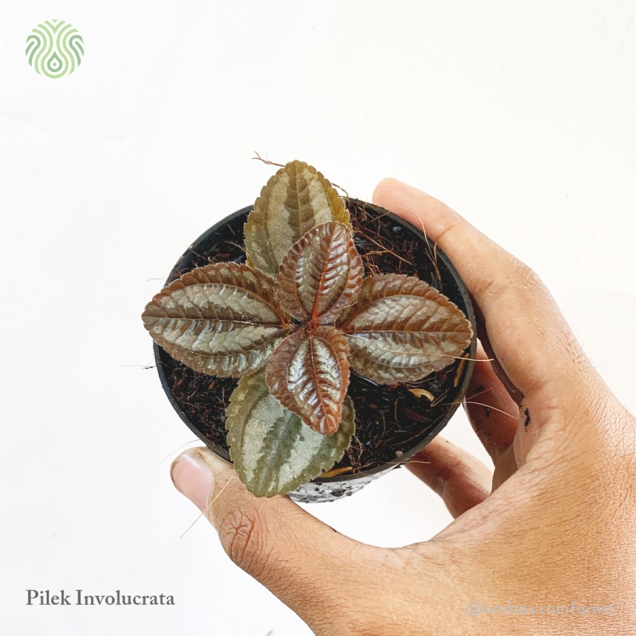 Jual Pilea involucrata 'Norfolk' - Tanaman Terrarium / paludarium ...