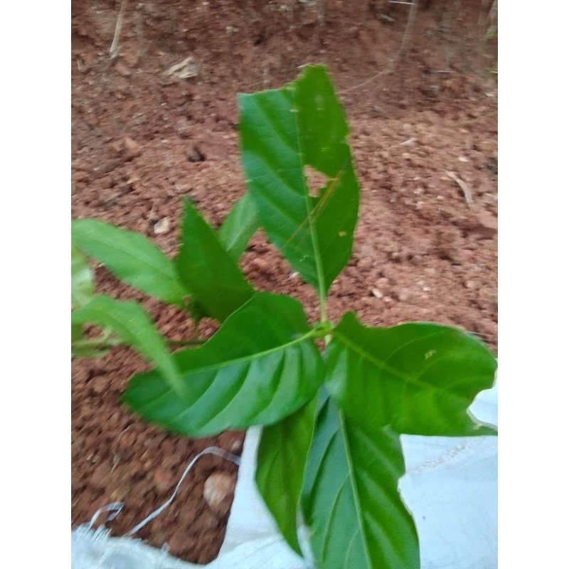 Jual Daun Mengkudu/Pace Segar Bikin Burung Kenari Gacor per 10 lembar ...
