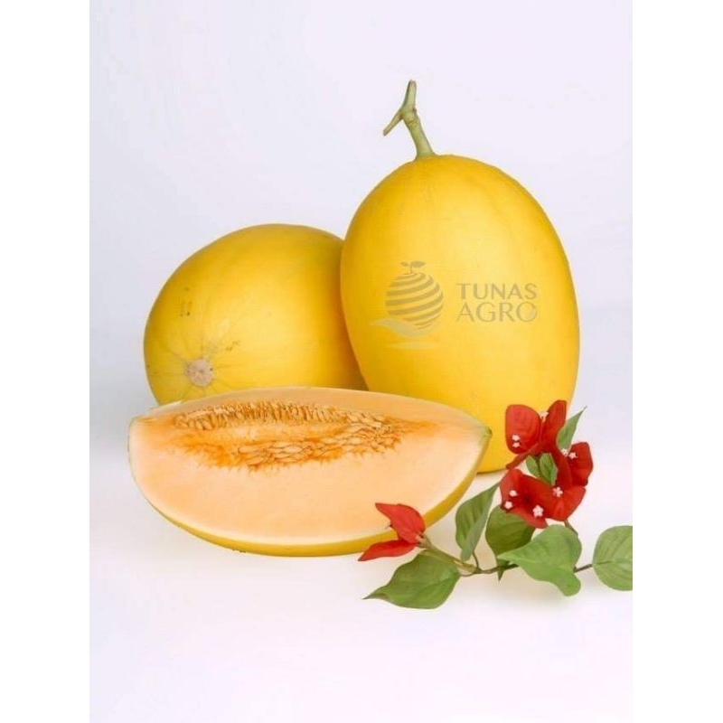 Jual BENIH MELON NEW KINANTI F1 TUNAS AGRO 15gr | Shopee Indonesia