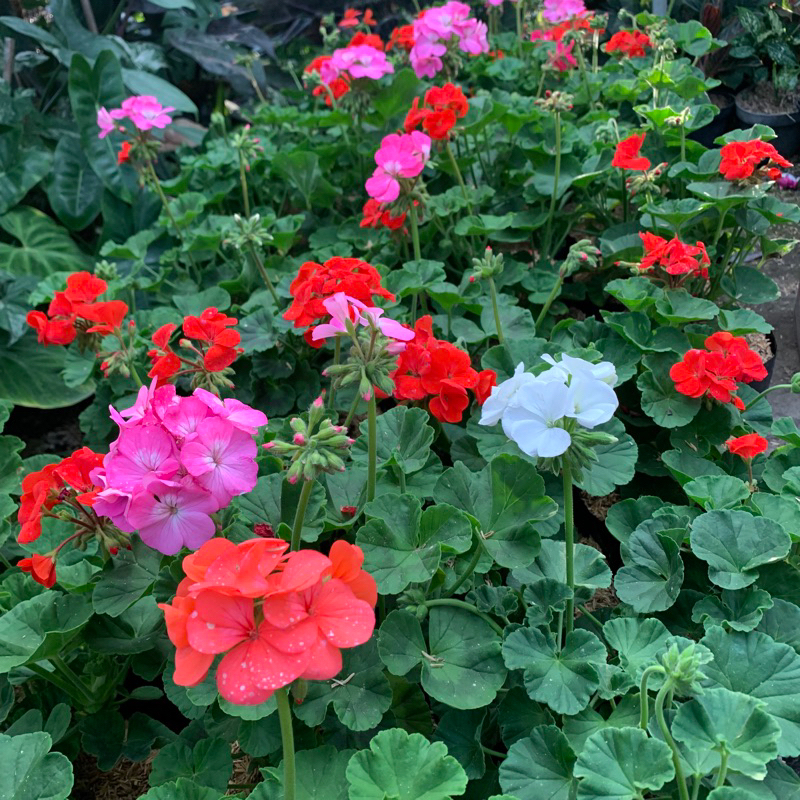 Jual Tanaman hias Bunga gantung Geranium Dewasa berbagai macam warna ...