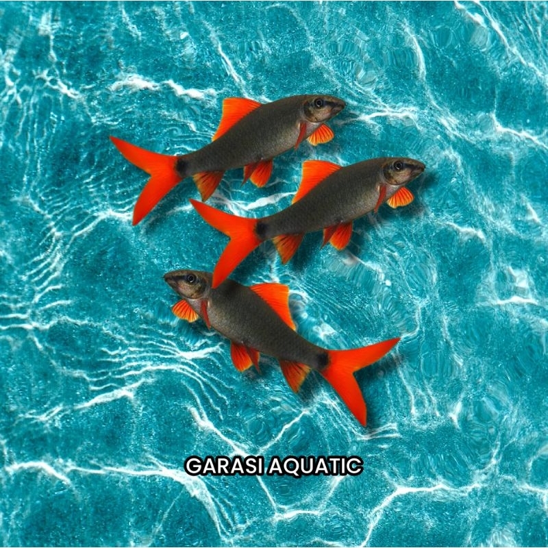 Jual ikan Red fin ( INSTAN) | Shopee Indonesia