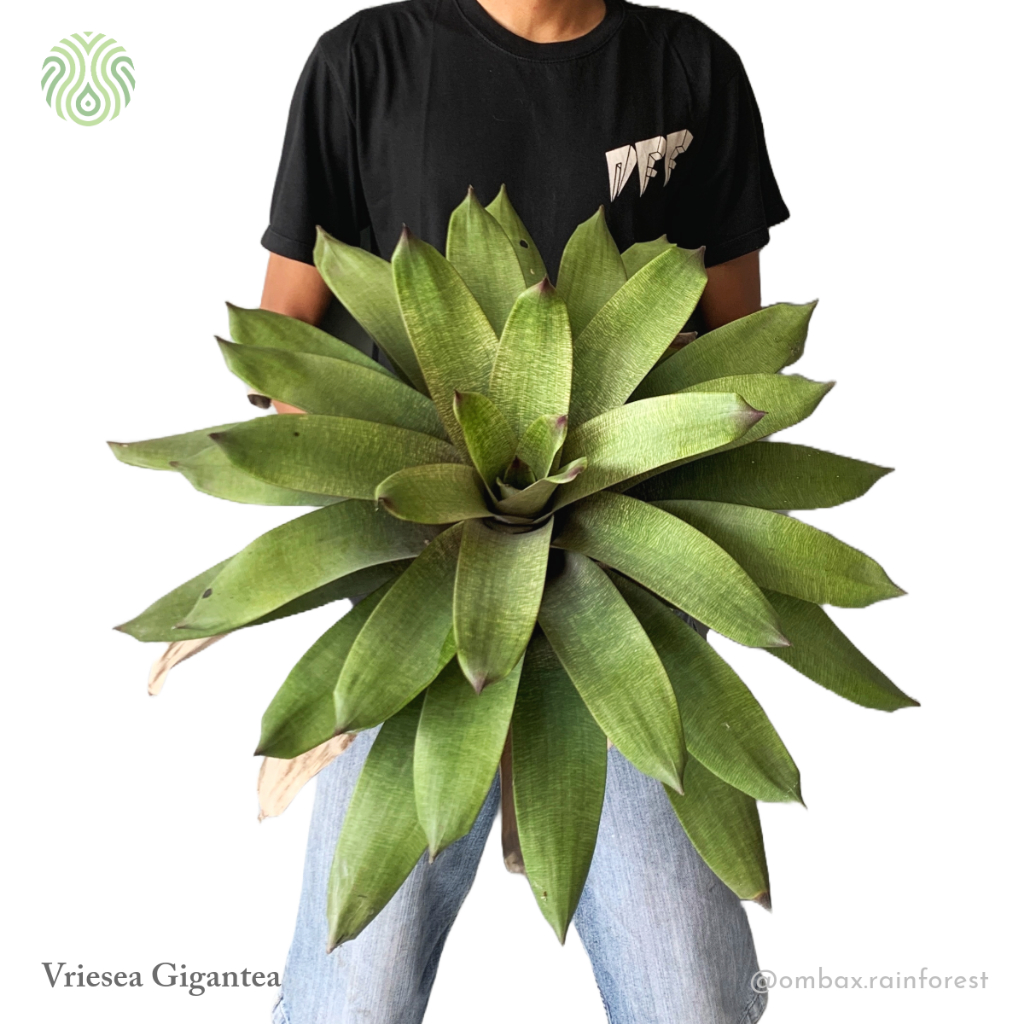 Jual Vriesea Gigantea - Bromelia giant / silver / tanaman outdoor ...