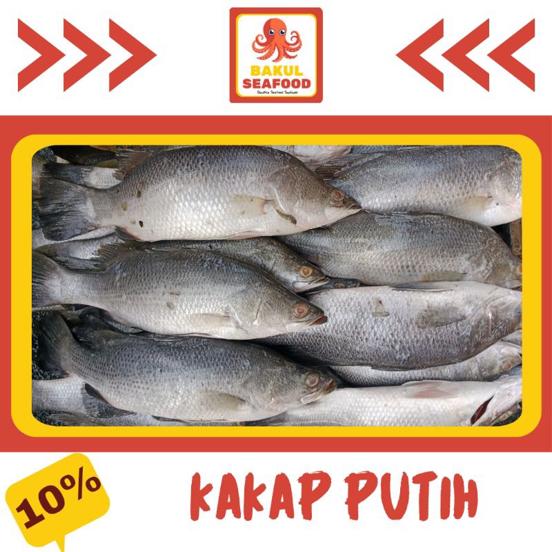 Jual KAKAP PUTIH 500GR -1000GR | Shopee Indonesia