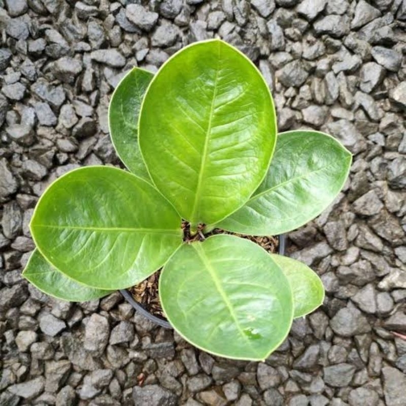 Jual (BISA COD) Tanaman Hias Anthurium Jemani Mangkok Tanaman Indoor ...