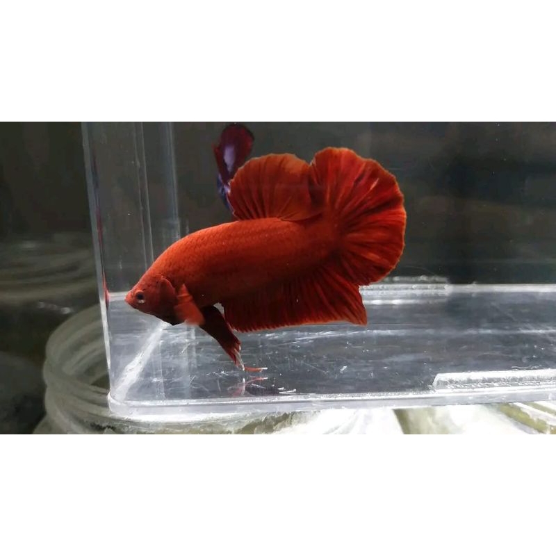 Jual PK RED ORIGINAL | Shopee Indonesia